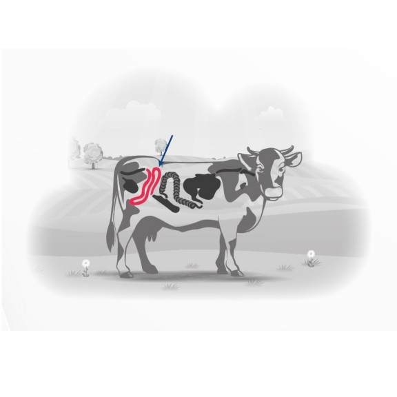 Střeva přírodní | Ziner